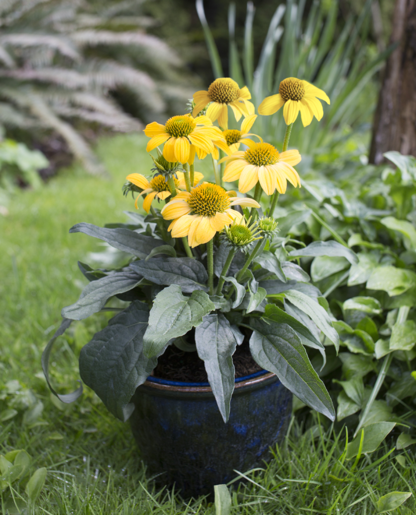 Coneflower - Dewar Nurseries