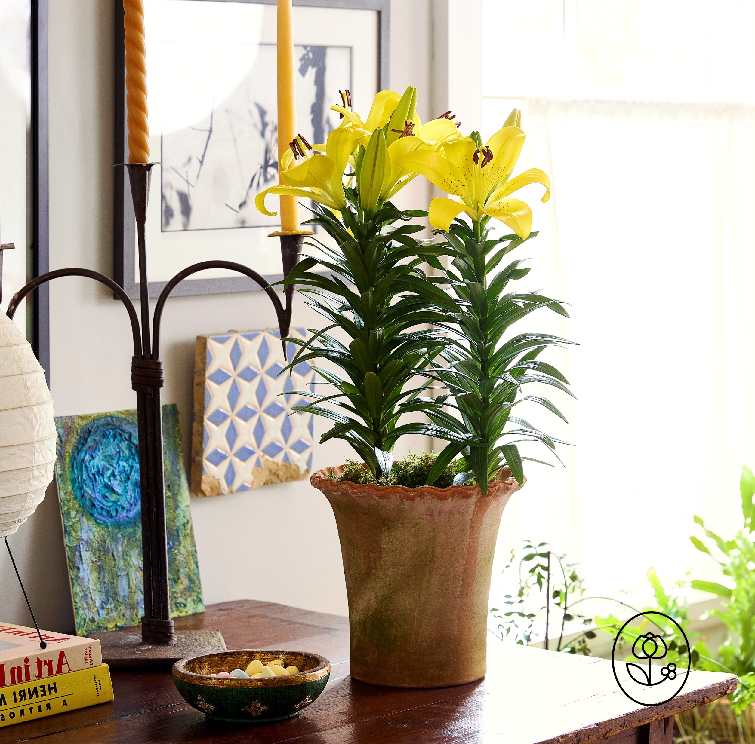 LA Hybrid Lily - Dewar Nurseries