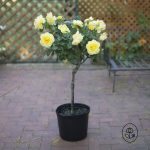 Duet™ Rose Tree - Dewar Nurseries